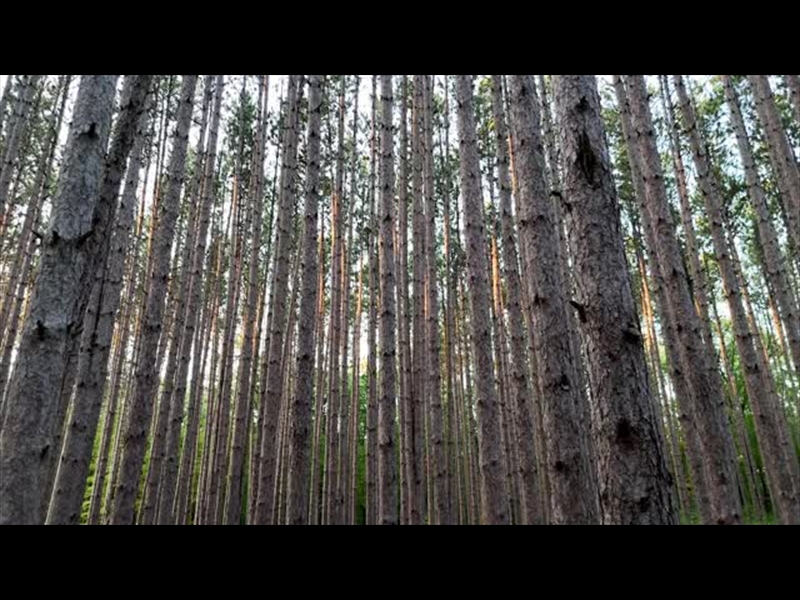 The Forest Collection | Shift Worship | Playback Media Store