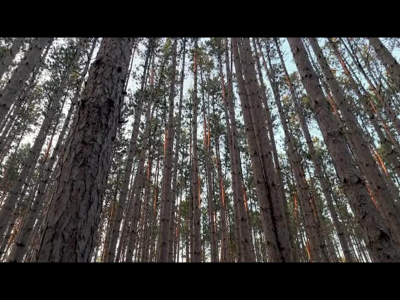 The Forest Collection | Shift Worship | WorshipHouse Media