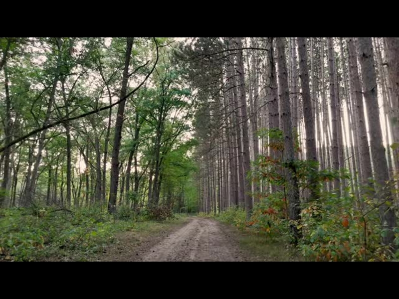 The Forest Collection | Shift Worship | Playback Media Store
