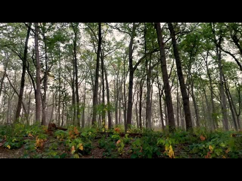 The Forest 7 | Shift Worship | Playback Media Store
