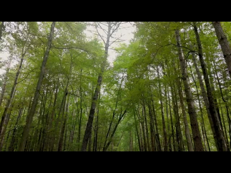 The Forest Collection | Shift Worship | Playback Media Store