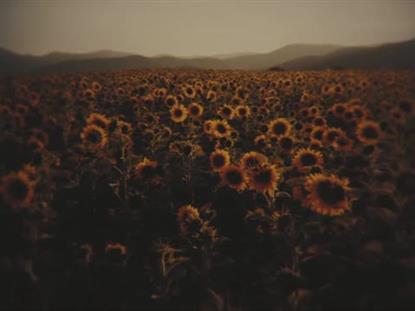 Sunflower Headers Tumblr