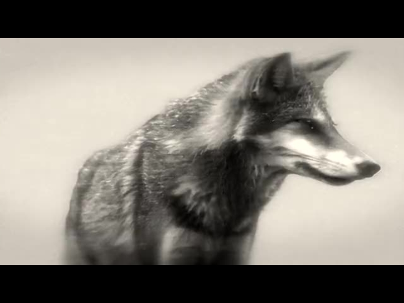 Bible Animals 2 Wolf Bw | Visual Church | WorshipHouse Media