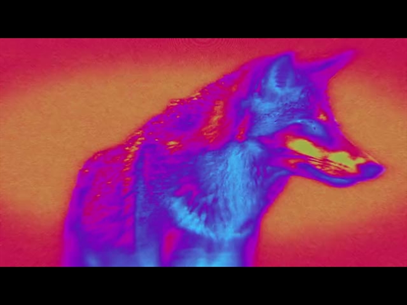 Bible Animals 2 Wolf Color Map | Visual Church | WorshipHouse Media