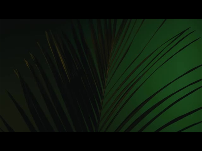 Cinematic Palms Loop 11 | Visual Church | WorshipHouse Media