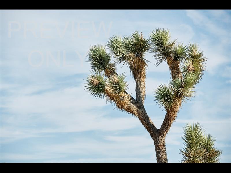 Joshua Tree Sky | joshfraner | WorshipHouse Media