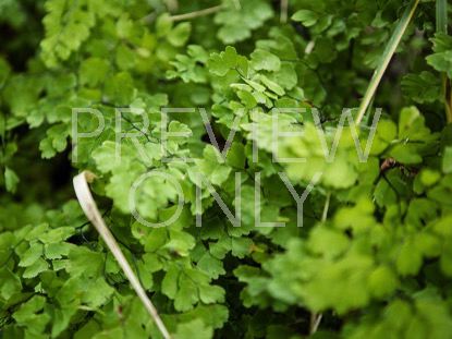 Peaceful Ferns | joshfraner | WorshipHouse Media