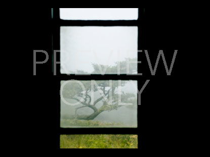 Window Tree | joshfraner | WorshipHouse Media