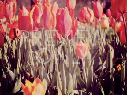Spring Flowers 7 | Creation Power Media | WorshipHouse Media