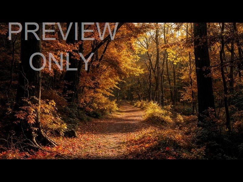 Forest Fall 10 Still | Life Scribe Media | WorshipHouse Media