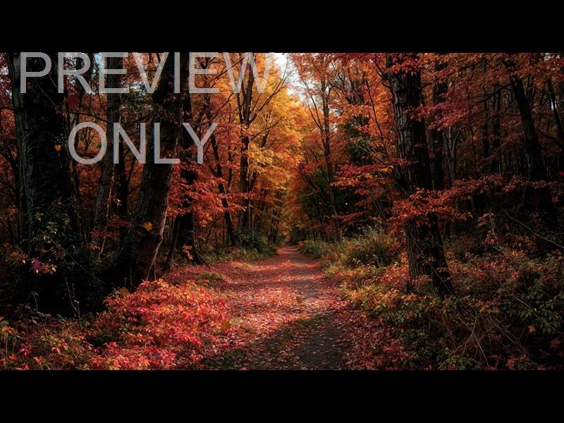 Forest Fall 1 Still | Life Scribe Media | WorshipHouse Media