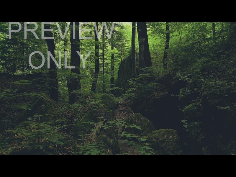 Deep Forest Collection | Motion Worship | WorshipHouse Media