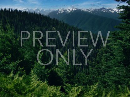 Mountain Pines Rolling Forest | Motion Worship | WorshipHouse Media