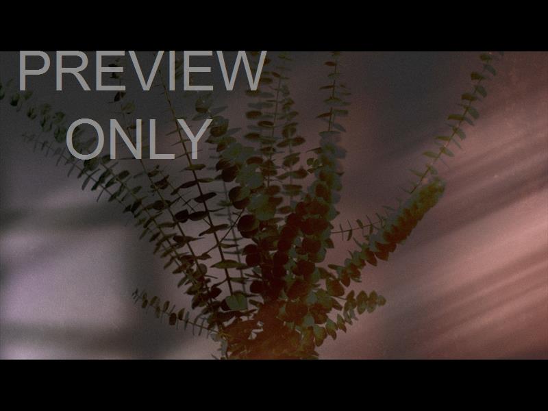 Flourish Collection | Timber & Pearl | WorshipHouse Media