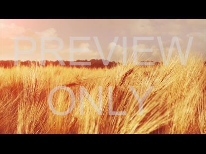 Golden Hour Grain Still | Shift Worship | WorshipHouse Media