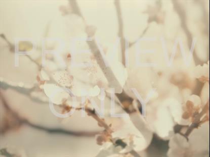 Muted Spring Branch Still | Shift Worship | WorshipHouse Media