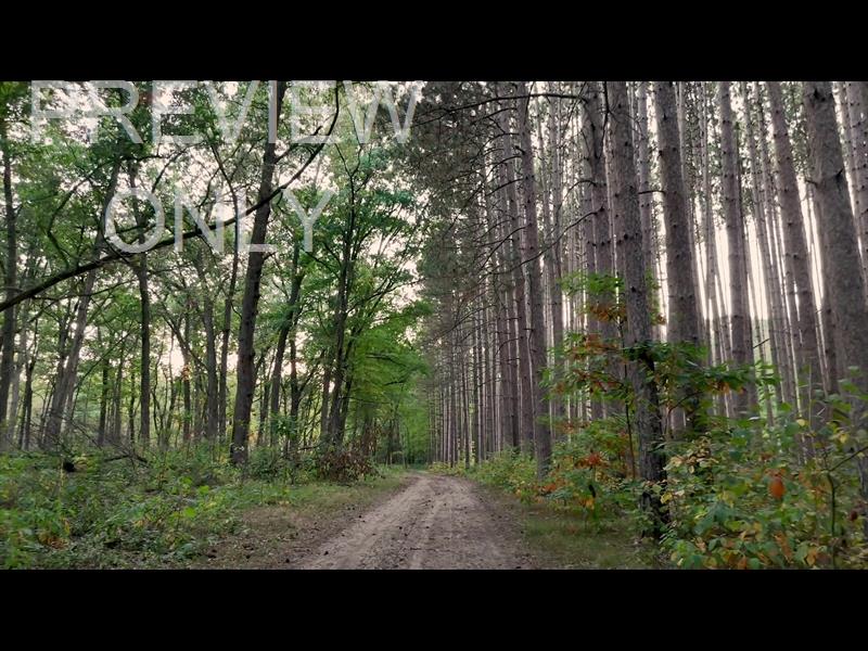 The Forest 6 Still | Shift Worship | Playback Media Store