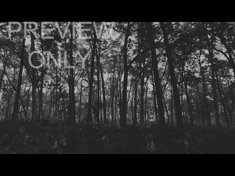 The Forest 7 Bw Still | Shift Worship | WorshipHouse Media