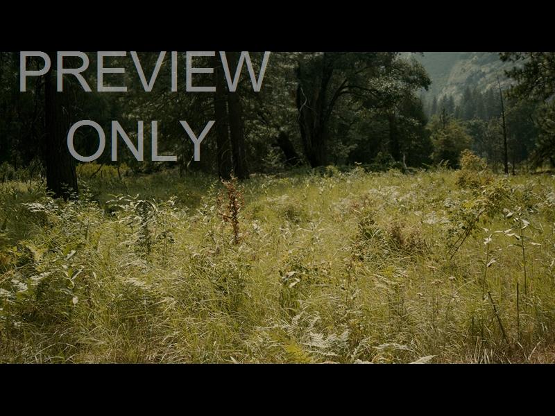 Yosemite Meadows Still - 14 | Visual Revival | WorshipHouse Media