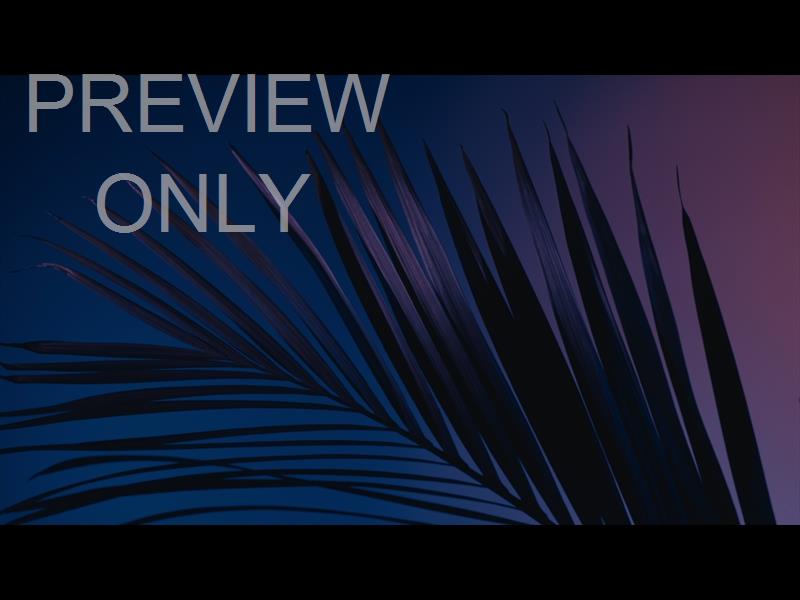 Cinematic Palms | Visual Church | WorshipHouse Media