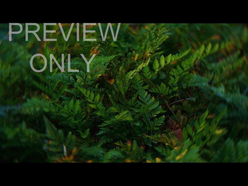 Springs Embrace Still Background 14 | Visual Church | WorshipHouse Media