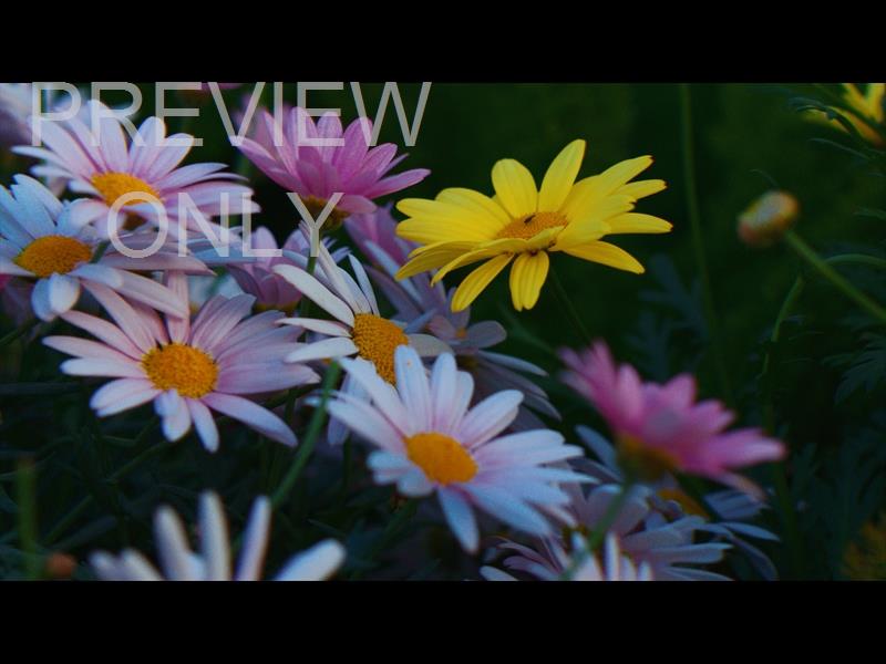 Springs Embrace Still Background 16 | Visual Church | WorshipHouse Media